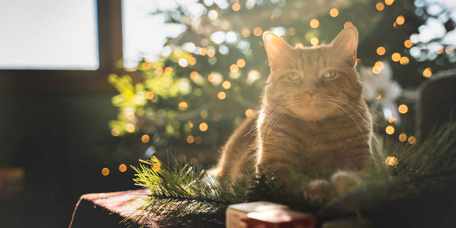 Mjau – naturligt god kattmat - Mjau Finland