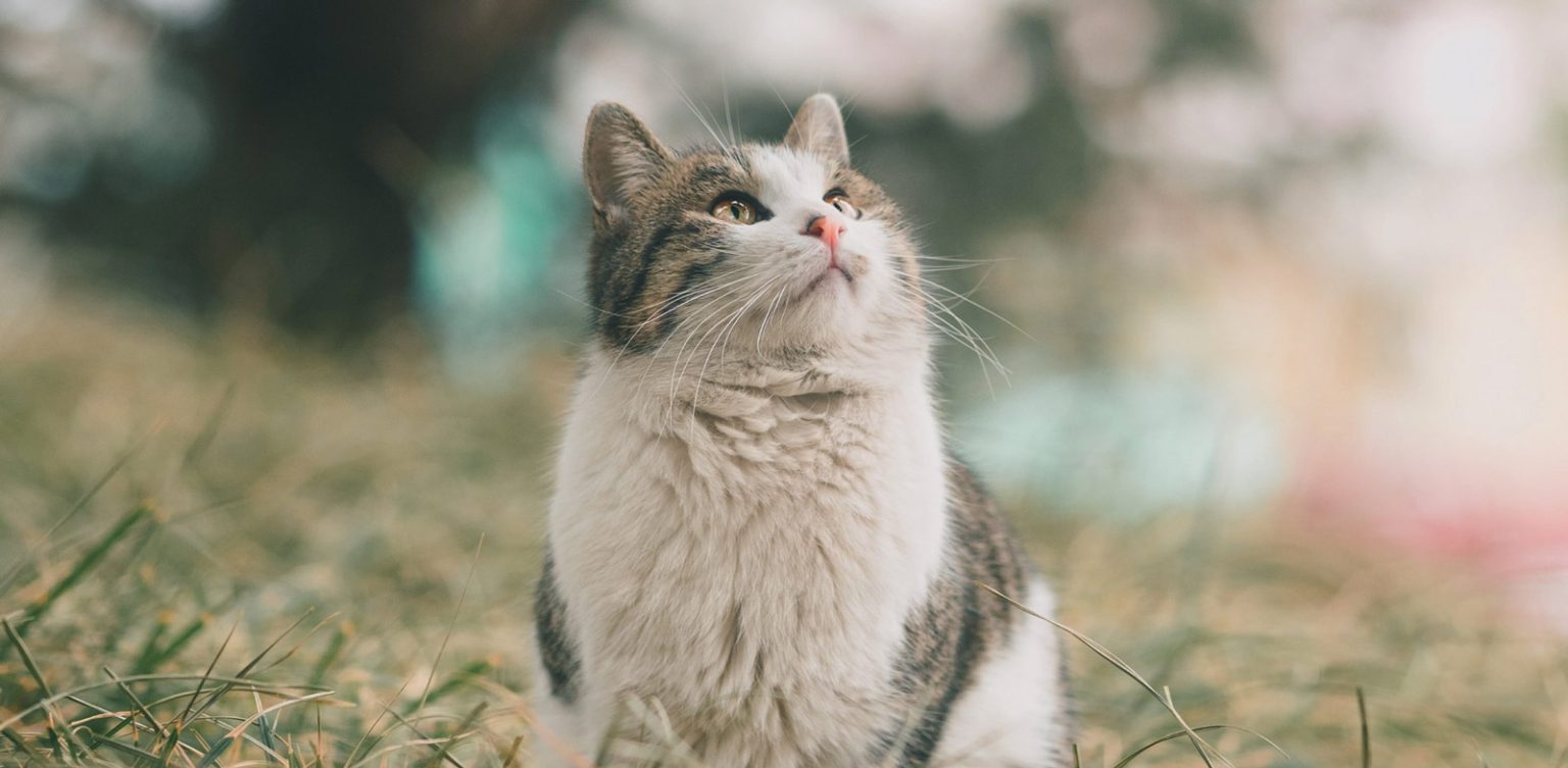 Torrfoder - Svensk kattmat på naturliga råvaror | Mjau