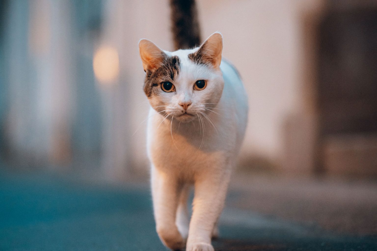 Blötmat och våtfoder för katt | Mjau Våtfoder - Mjau