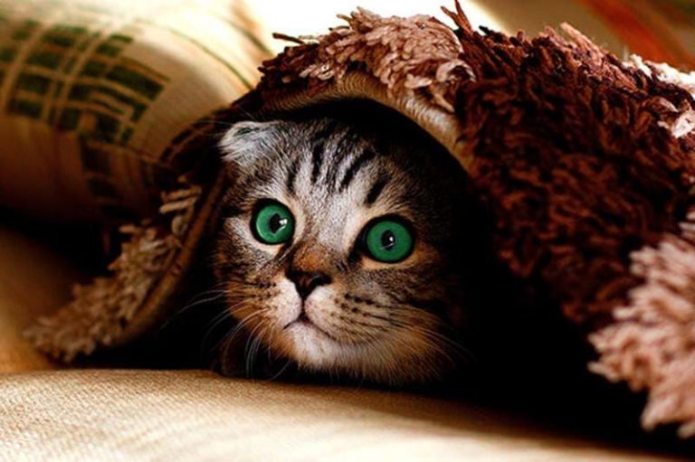 Vad är kattmynta och vilken effekt har den? - Mjau