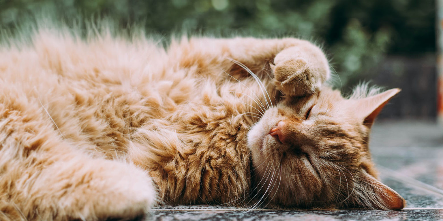 Mjau – naturligt god kattmat - Mjau